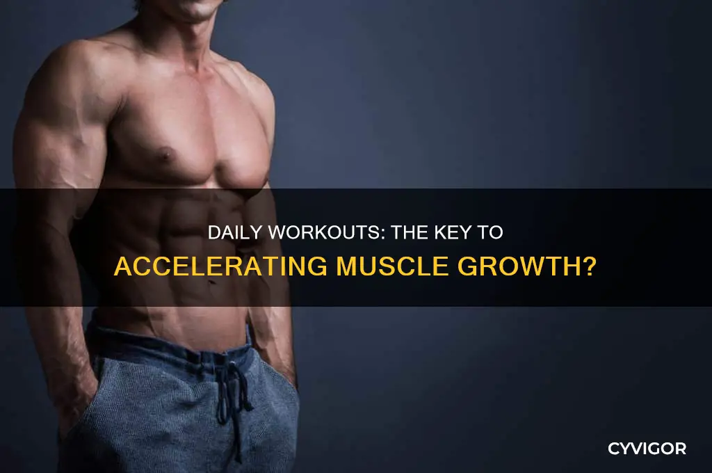 Daily Workouts: The Key To Accelerating Muscle Growth? | CyVigor