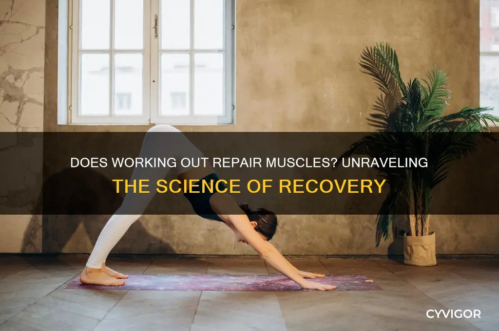 Does Working Out Repair Muscles? Unraveling The Science Of Recovery ...