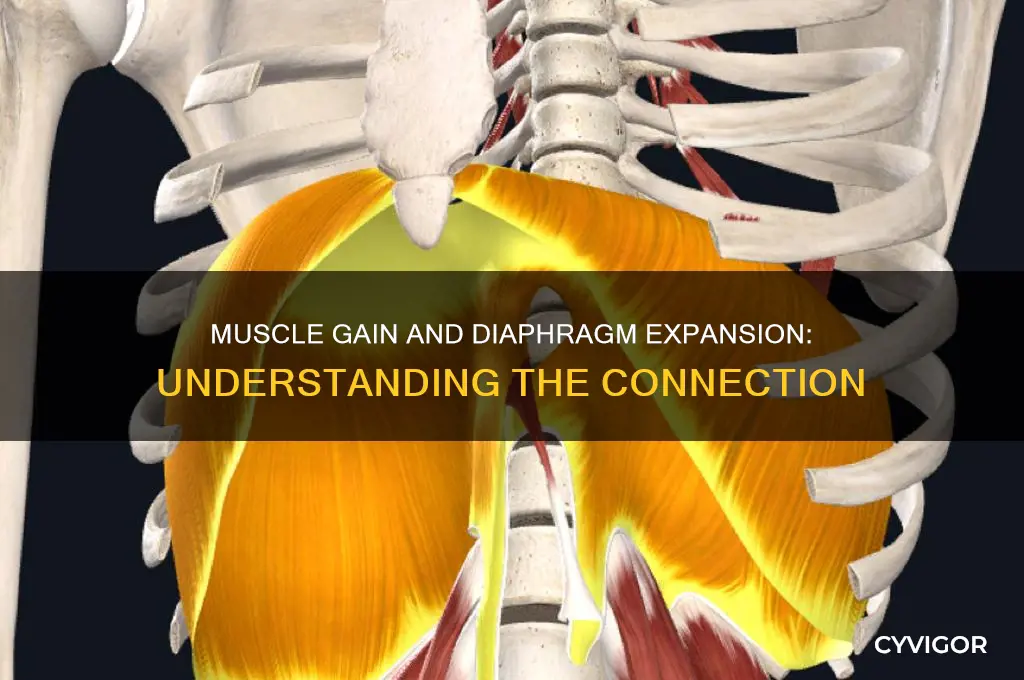 Muscle Gain And Diaphragm Expansion: Understanding The Connection | CyVigor