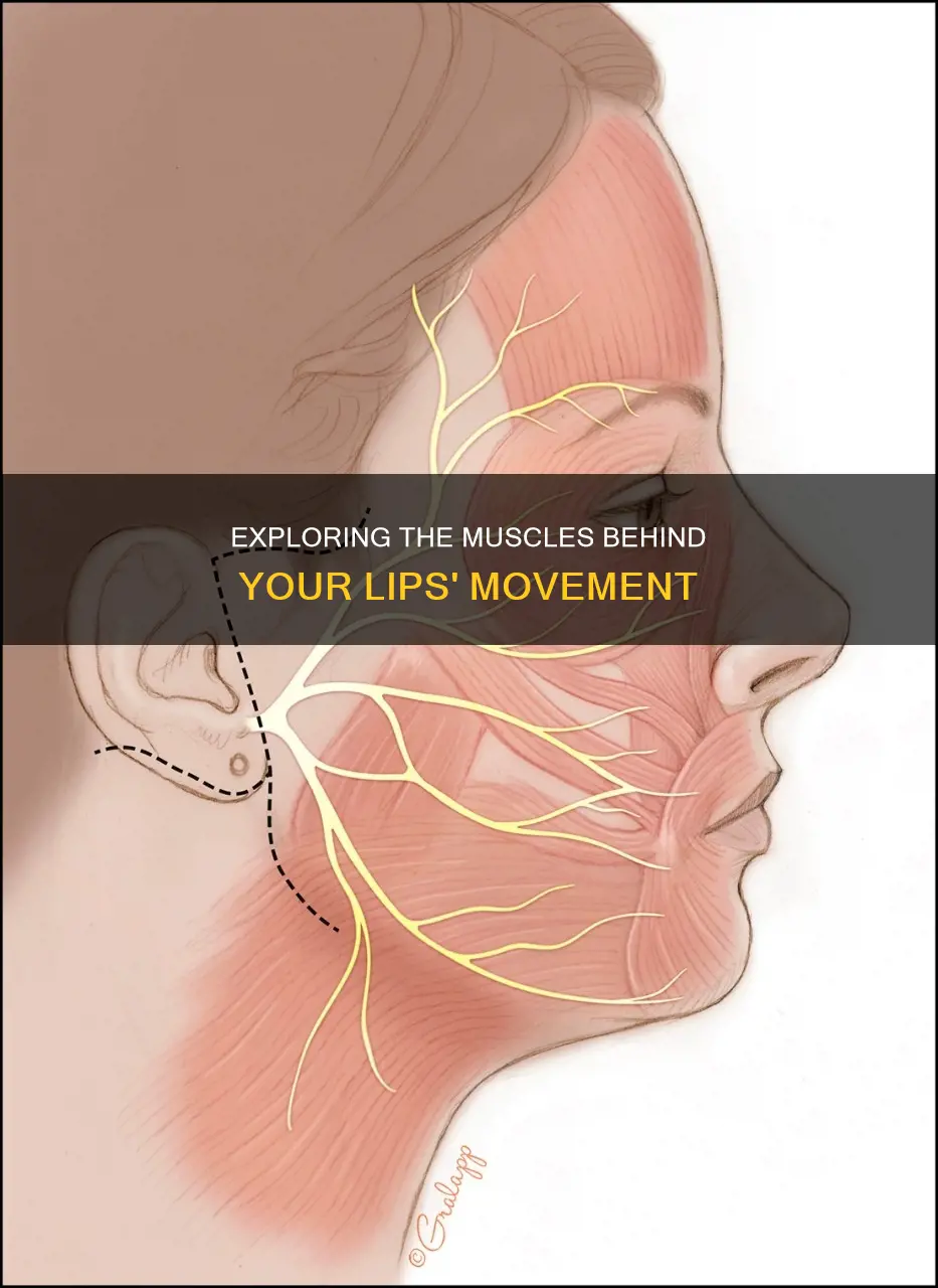 Exploring The Muscles Behind Your Lips' Movement | CyVigor
