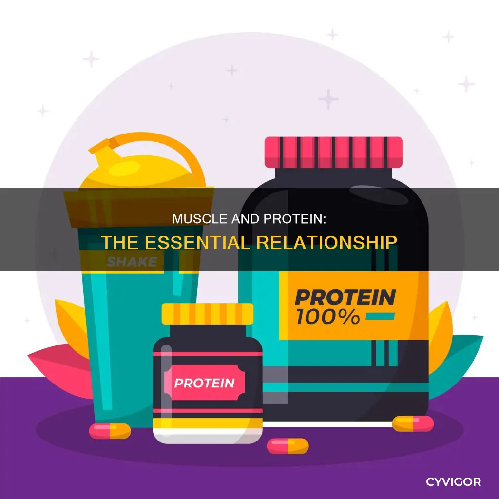 Muscle And Protein: The Essential Relationship | CyVigor