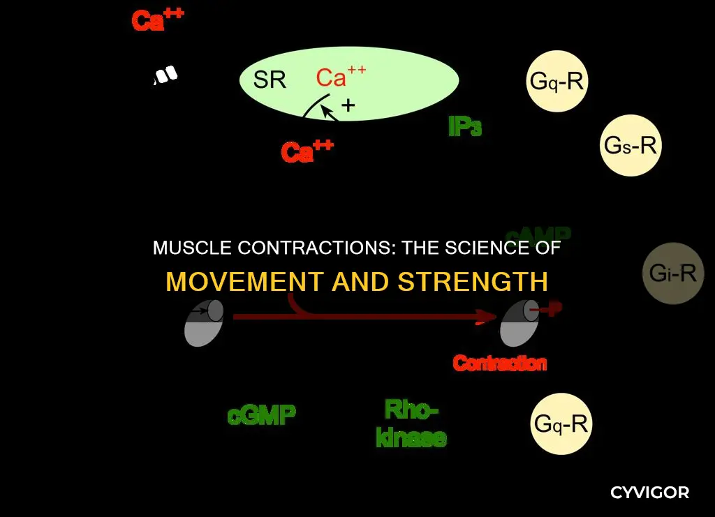 Muscle Contractions: The Science Of Movement And Strength | CyVigor