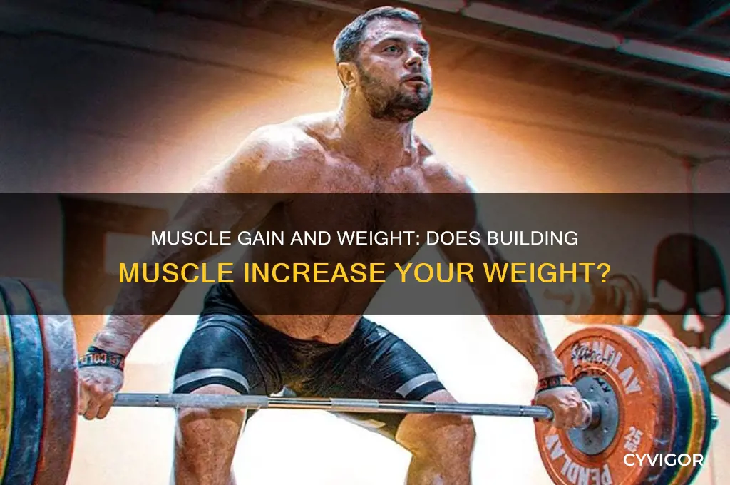Muscle Gain And Weight: Does Building Muscle Increase Your Weight ...