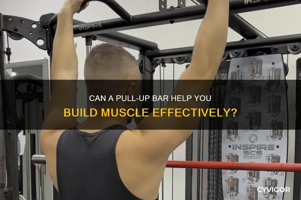 Can A Pull-Up Bar Help You Build Muscle Effectively? | CyVigor