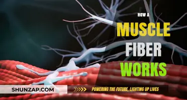 Atp's Role In Muscle Relaxation And Contraction Explained | CyVigor