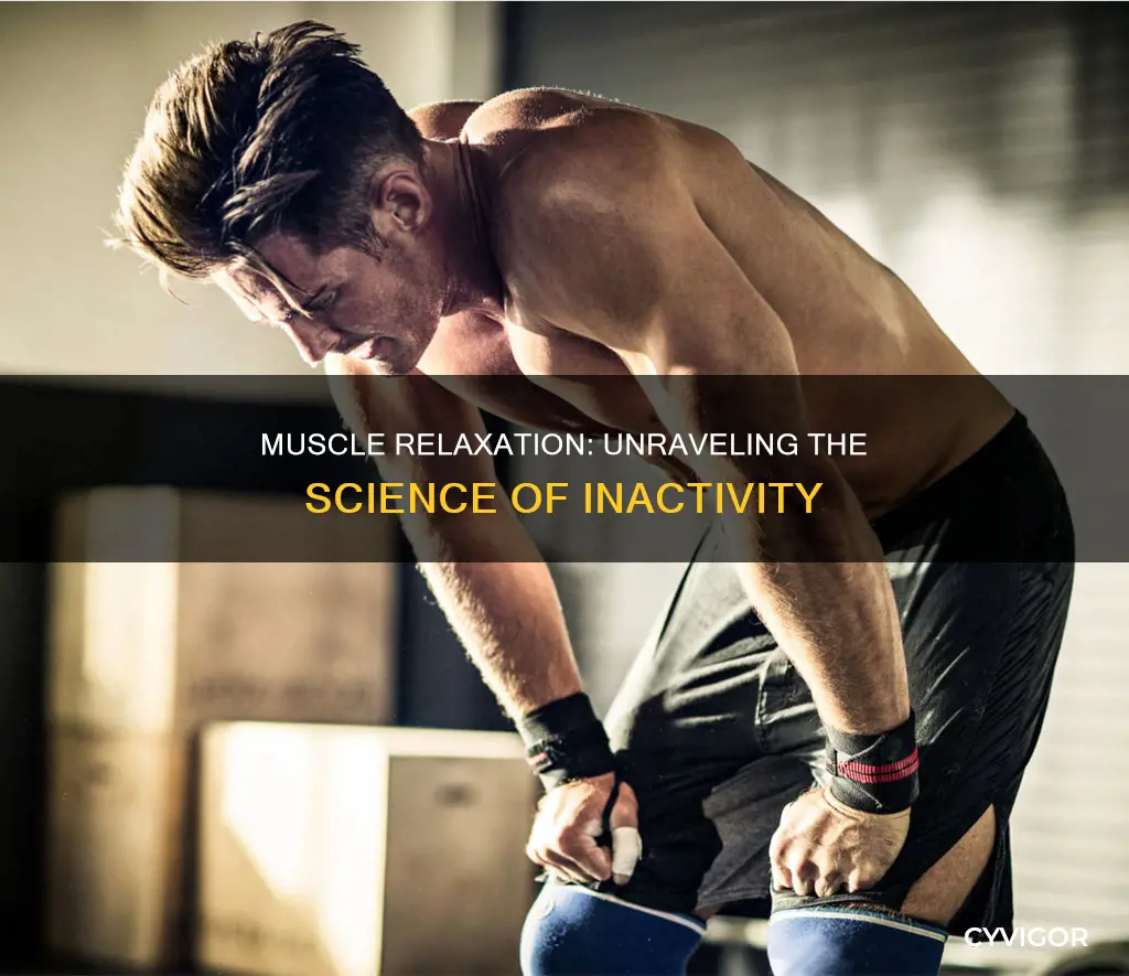Muscle Relaxation: Unraveling The Science Of Inactivity | CyVigor