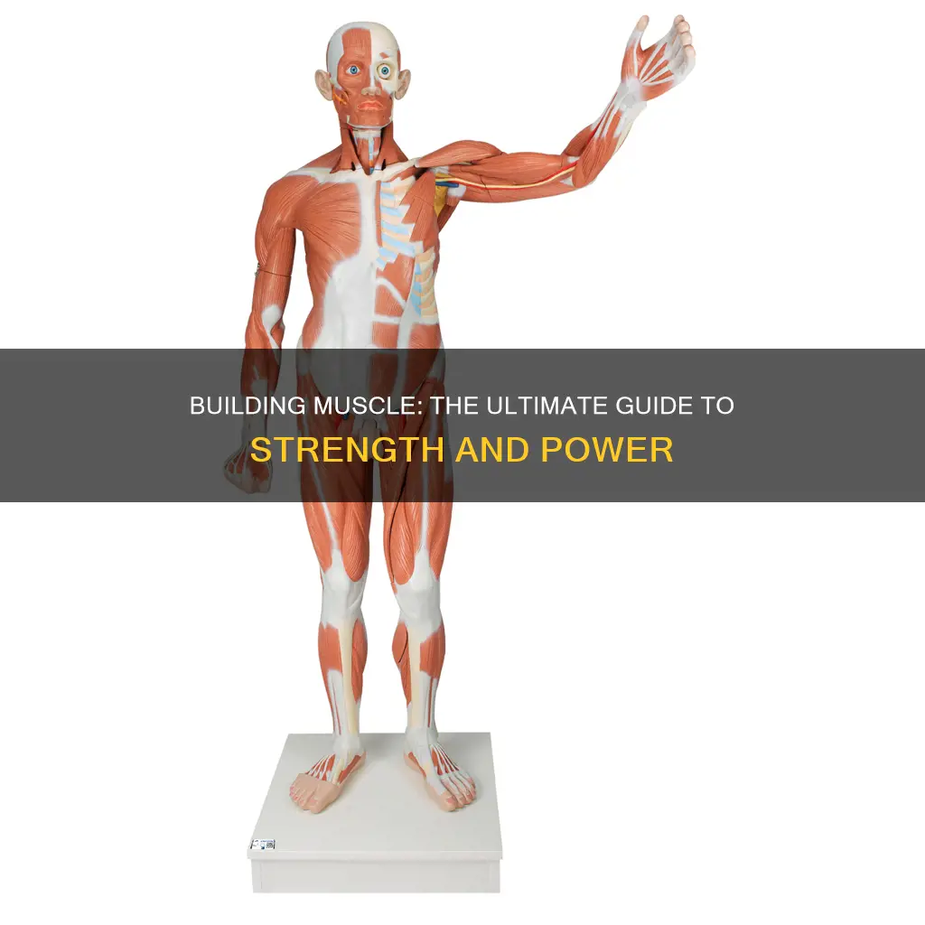 Building Muscle: The Ultimate Guide To Strength And Power | CyVigor