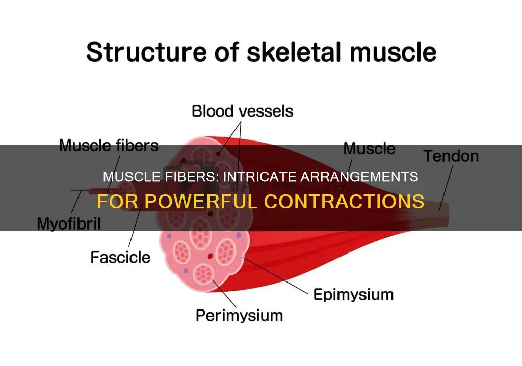 Muscle Fibers: Intricate Arrangements For Powerful Contractions | CyVigor