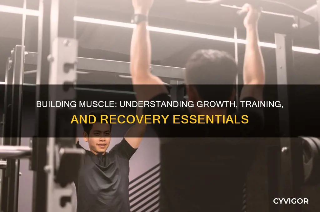 Building Muscle: Understanding Growth, Training, And Recovery ...