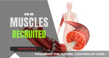 Understanding Muscle Control: The Brain's Role In Movement | CyVigor
