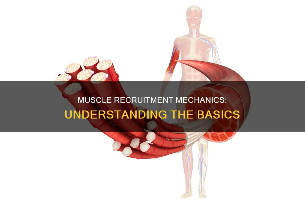 Muscle Recruitment Mechanics: Understanding The Basics | CyVigor