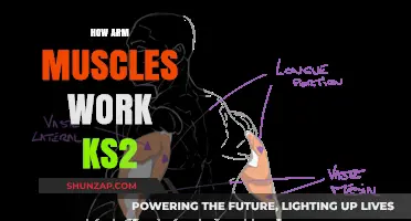 Understanding Core Muscles: Function, Strength, And Stability Explained ...