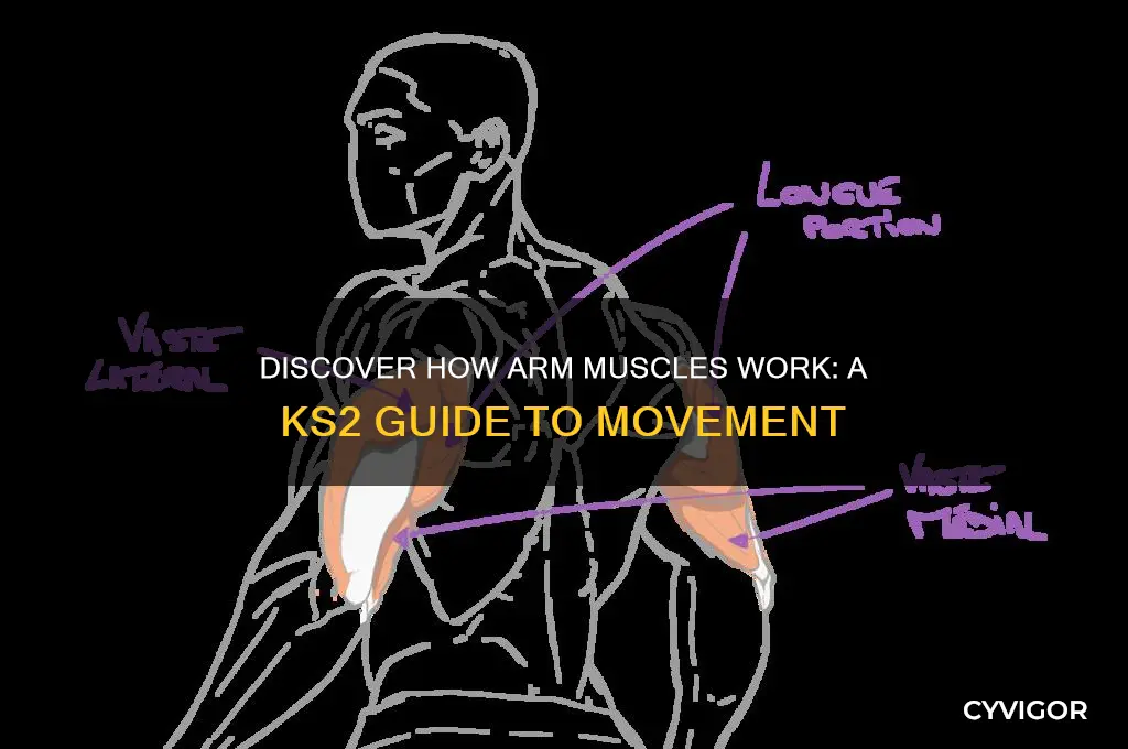 Discover How Arm Muscles Work: A Ks2 Guide To Movement | CyVigor