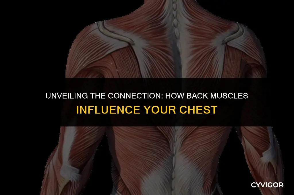 Unveiling The Connection: How Back Muscles Influence Your Chest | CyVigor