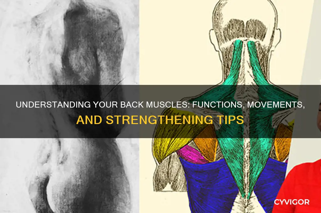 Understanding Your Back Muscles: Functions, Movements, And ...