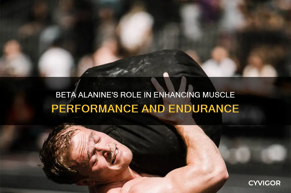 Beta Alanine's Role In Enhancing Muscle Performance And Endurance | CyVigor