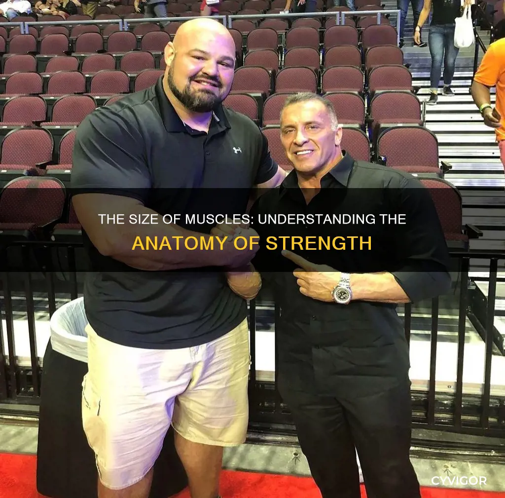 The Size Of Muscles: Understanding The Anatomy Of Strength | CyVigor