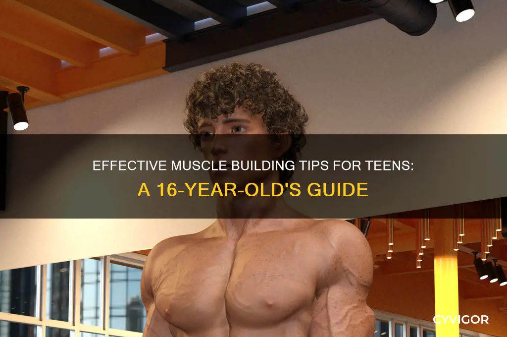 Effective Muscle Building Tips For Teens: A 16-Year-Old's Guide | CyVigor