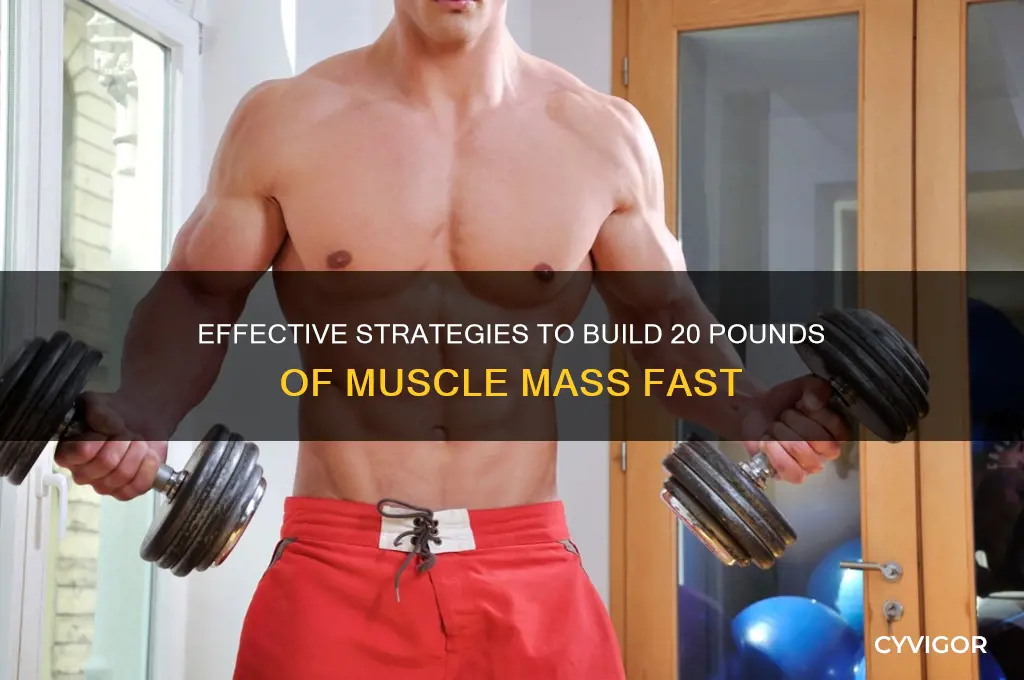 Effective Strategies To Build 20 Pounds Of Muscle Mass Fast | CyVigor
