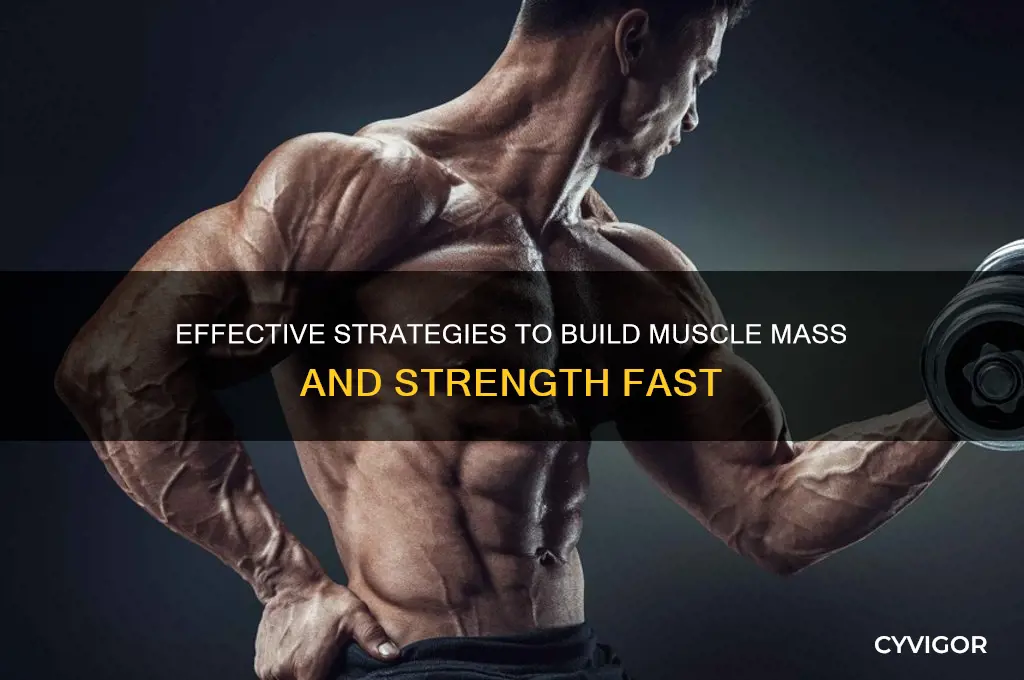 Effective Strategies To Build Muscle Mass And Strength Fast | CyVigor