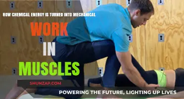 Understanding Core Muscles: Function, Strength, And Stability Explained ...