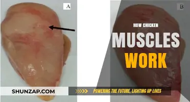 Understanding Agonist Muscles: Function, Role, And Movement Mechanics ...
