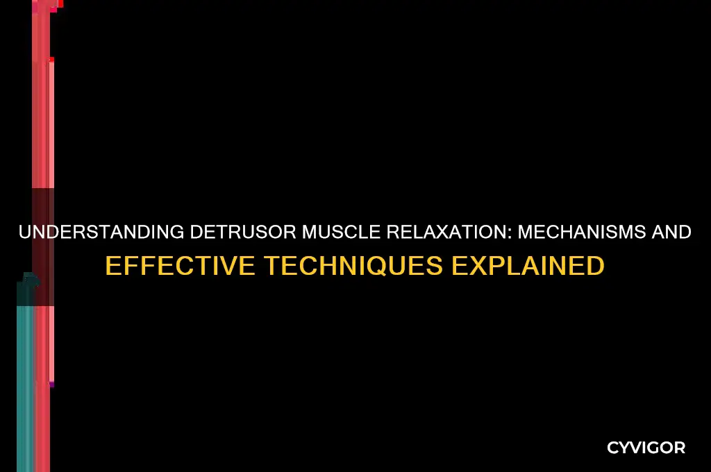 Understanding Detrusor Muscle Relaxation: Mechanisms And Effective ...