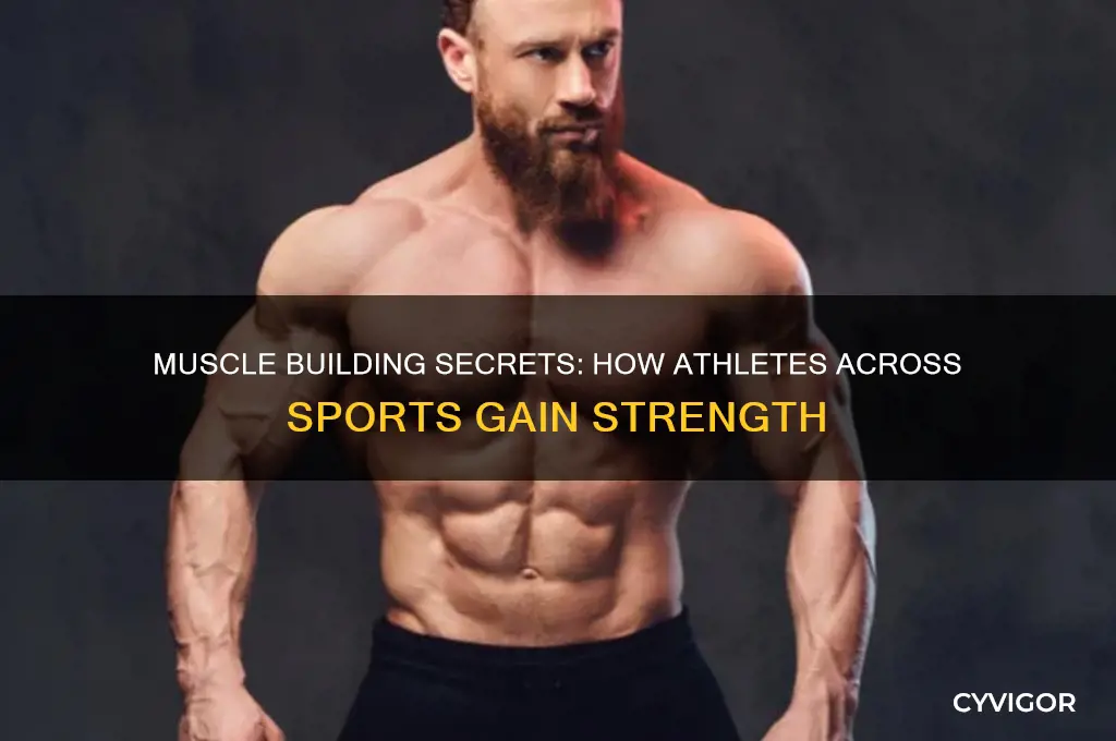 Muscle Building Secrets: How Athletes Across Sports Gain Strength | CyVigor