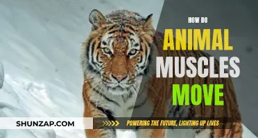 Intercostal Muscles: Functionality And Their Role In Your Body | CyVigor