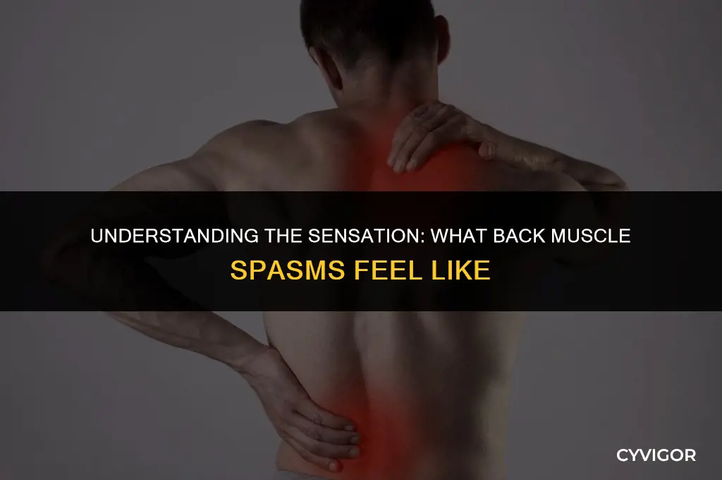 Understanding The Sensation: What Back Muscle Spasms Feel Like | CyVigor
