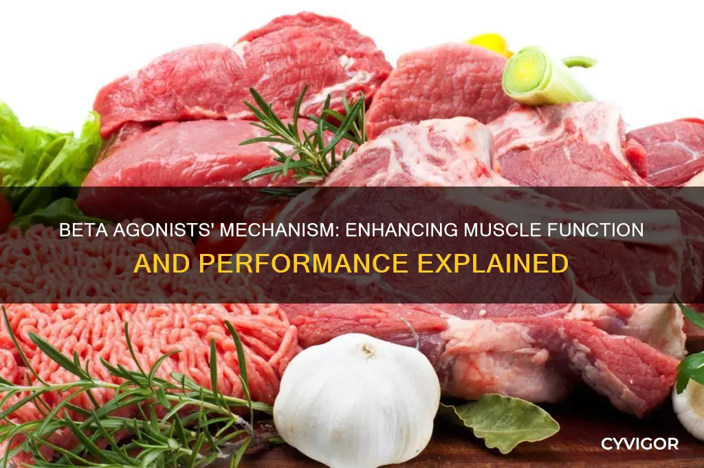 Beta Agonists' Mechanism: Enhancing Muscle Function And Performance ...