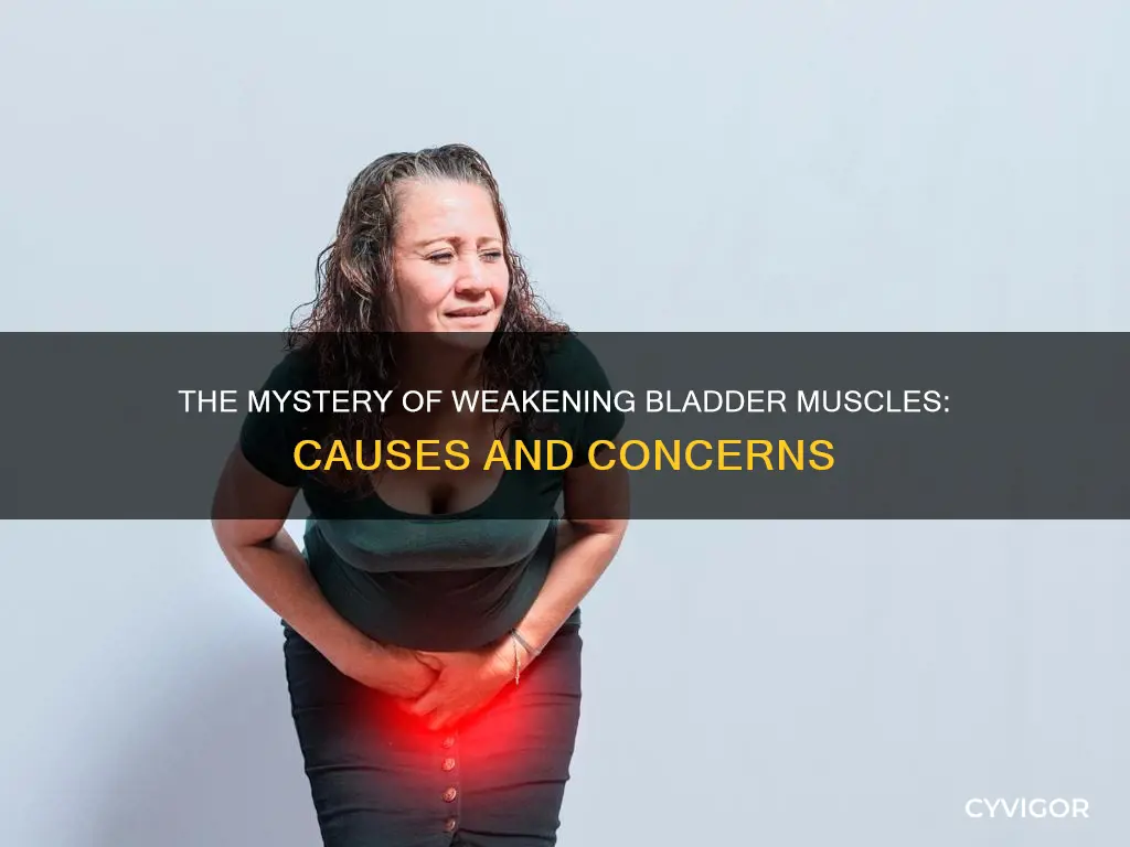 The Mystery Of Weakening Bladder Muscles: Causes And Concerns | CyVigor