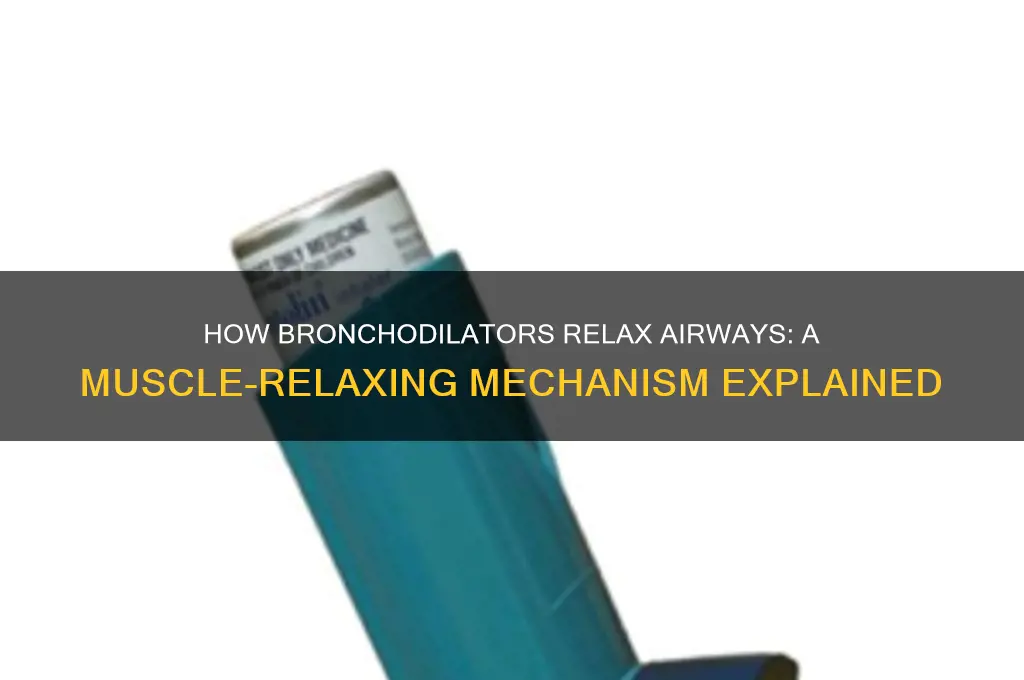 How Bronchodilators Relax Airways: A Muscle-Relaxing Mechanism ...
