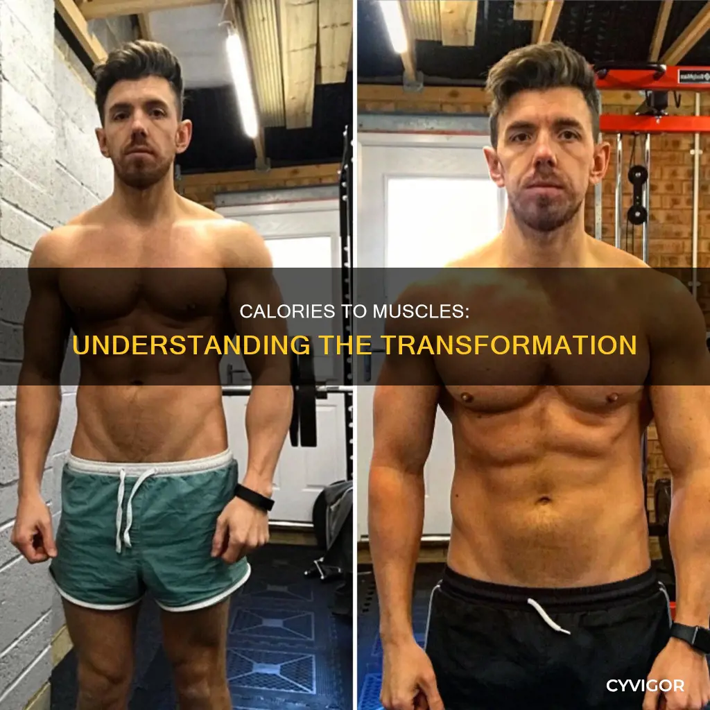 Calories To Muscles: Understanding The Transformation | CyVigor