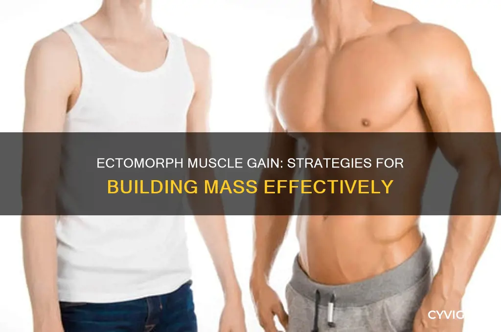 Ectomorph Muscle Gain: Strategies For Building Mass Effectively | CyVigor