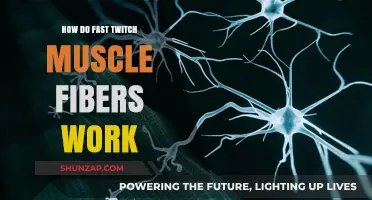 Cellular Powerhouses: How Cells Fuel Muscle Function And Movement | CyVigor