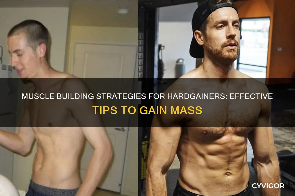Muscle Building Strategies For Hardgainers: Effective Tips To Gain Mass ...