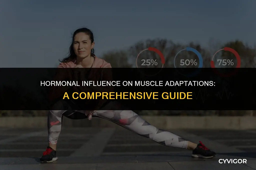 Hormonal Influence On Muscle Adaptations: A Comprehensive Guide | CyVigor