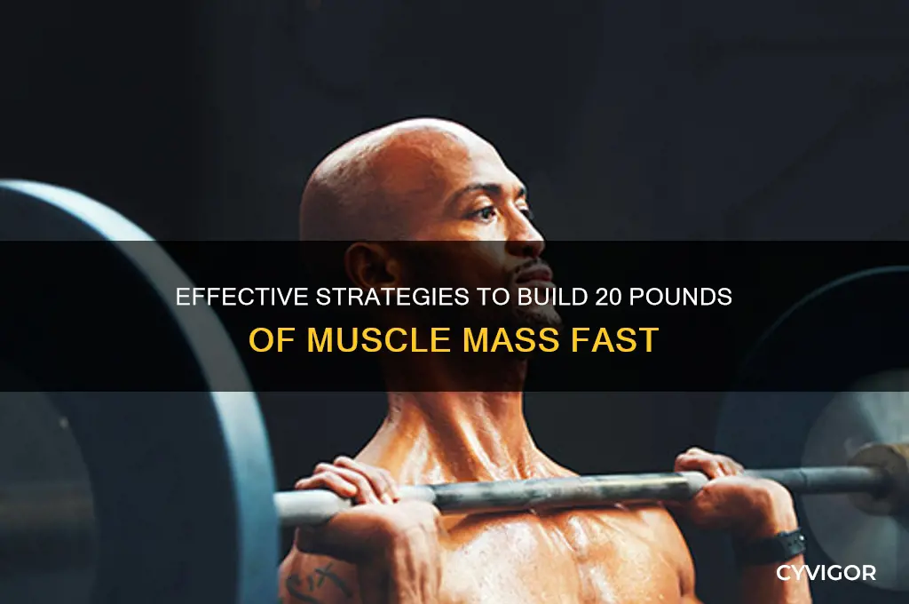 Effective Strategies To Build 20 Pounds Of Muscle Mass Fast | CyVigor