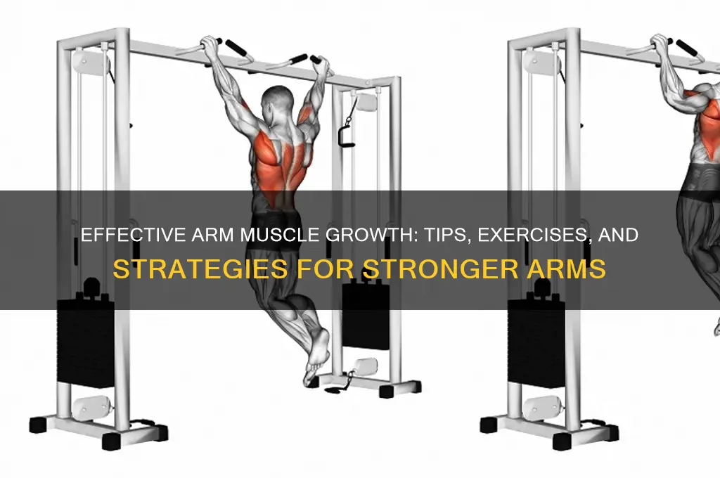 Effective Arm Muscle Growth: Tips, Exercises, And Strategies For ...