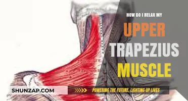 Unraveling Muscle Communication: How Contraction And Relaxation Signals ...
