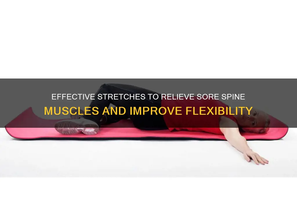 Effective Stretches To Relieve Sore Spine Muscles And Improve ...