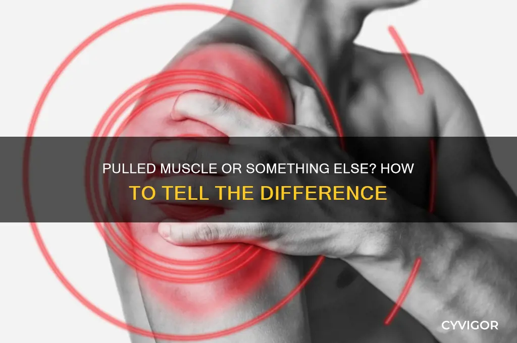 Pulled Muscle Or Something Else? How To Tell The Difference | CyVigor