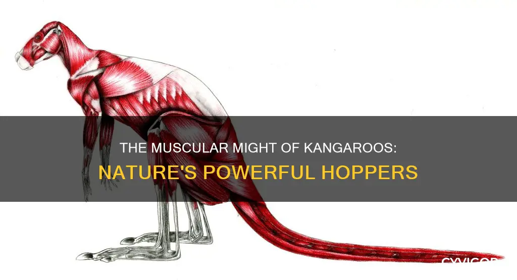 The Muscular Might Of Kangaroos: Nature's Powerful Hoppers | CyVigor