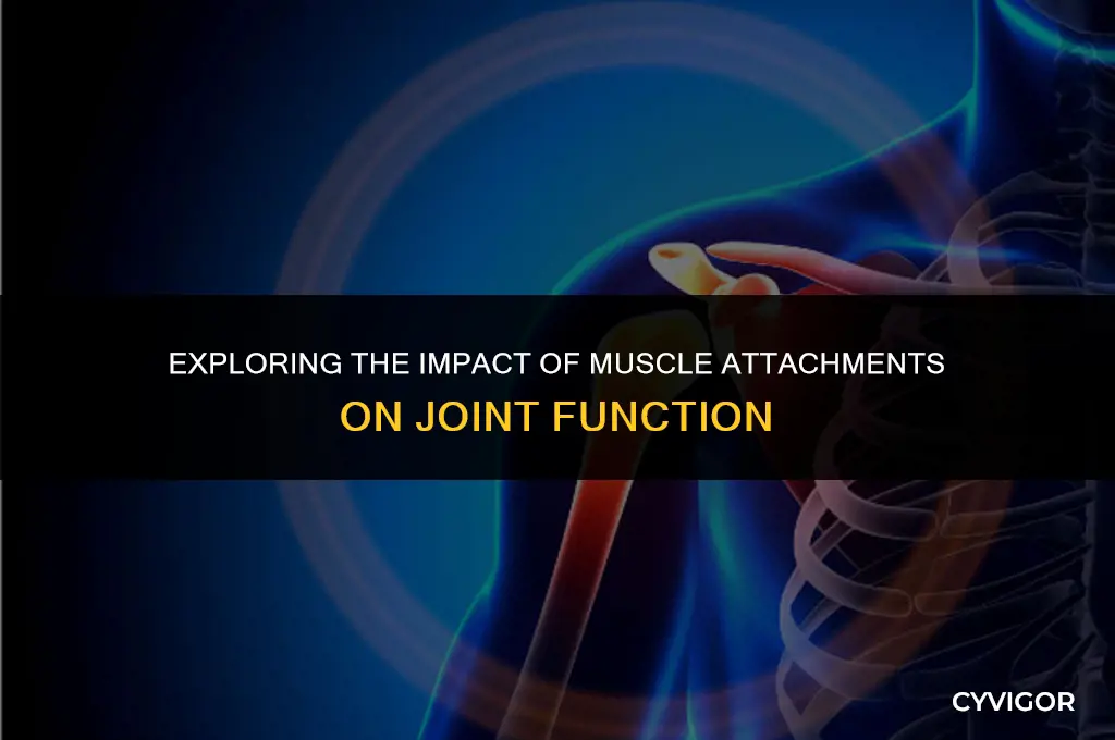Exploring The Impact Of Muscle Attachments On Joint Function | CyVigor