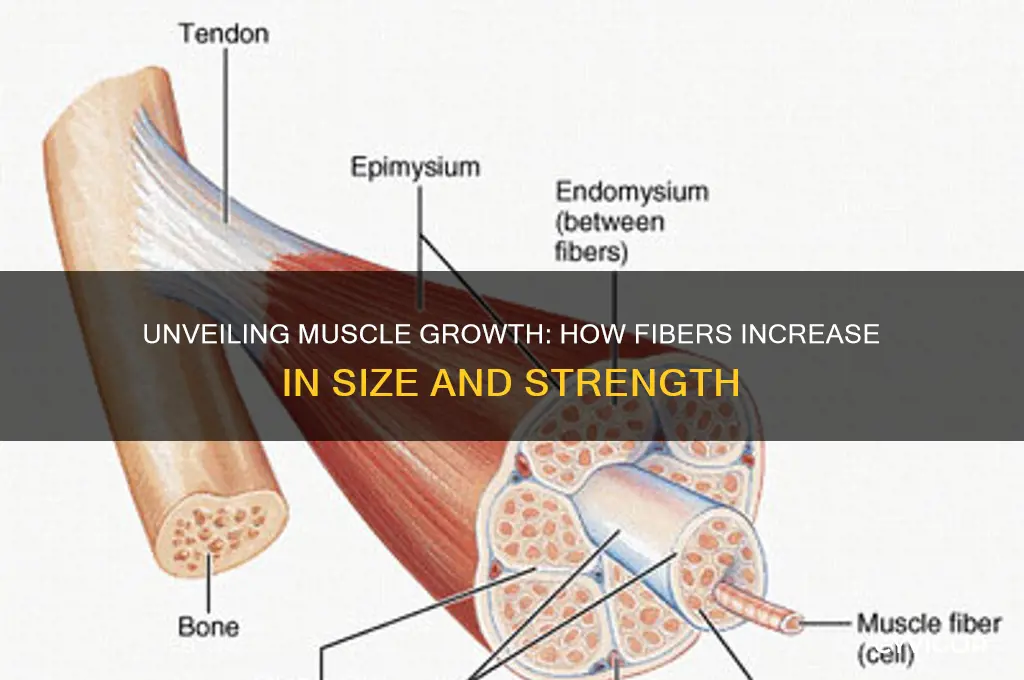 Unveiling Muscle Growth: How Fibers Increase In Size And Strength | CyVigor