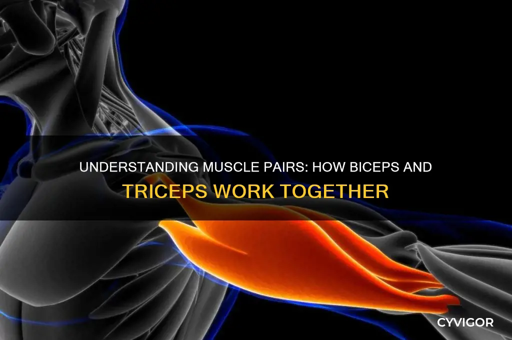 Understanding Muscle Pairs: How Biceps And Triceps Work Together | CyVigor