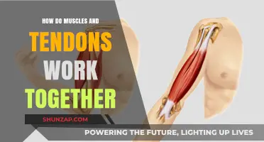 Understanding Muscle Spasms: Causes, Mechanisms, And Effective Relief ...