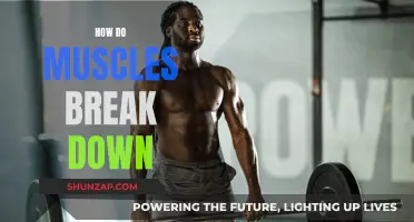 The Mechanics Of Movement: Muscles And Bones | CyVigor