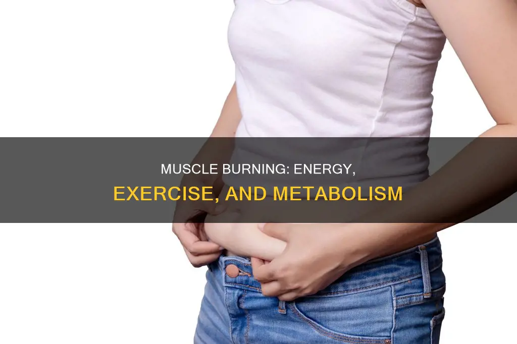 Muscle Burning: Energy, Exercise, And Metabolism | CyVigor